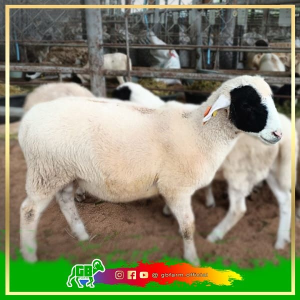 Domba Dorper F2 Harga Termurah 2025 Jaminan Kualitas
