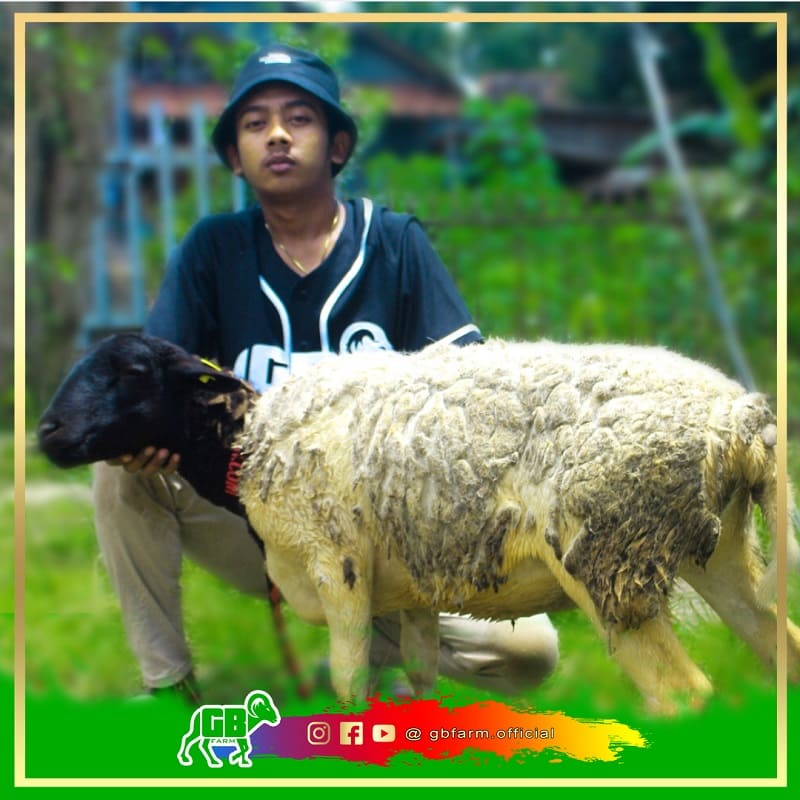 Booking Domba Dorper Fullblood Hanya 2 Juta an - GB Farm