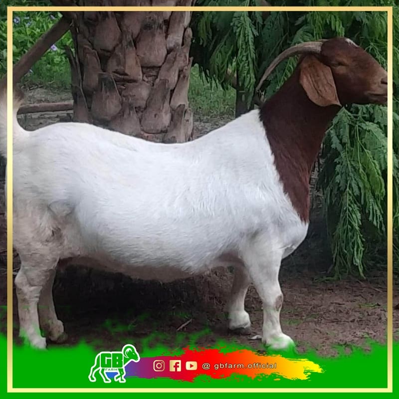 Info Harga dan Ciri Kambing Boer Fullblood Asli - GB Farm