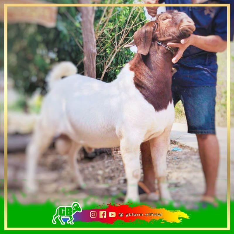 Info Harga dan Ciri Kambing Boer Fullblood Asli - GB Farm