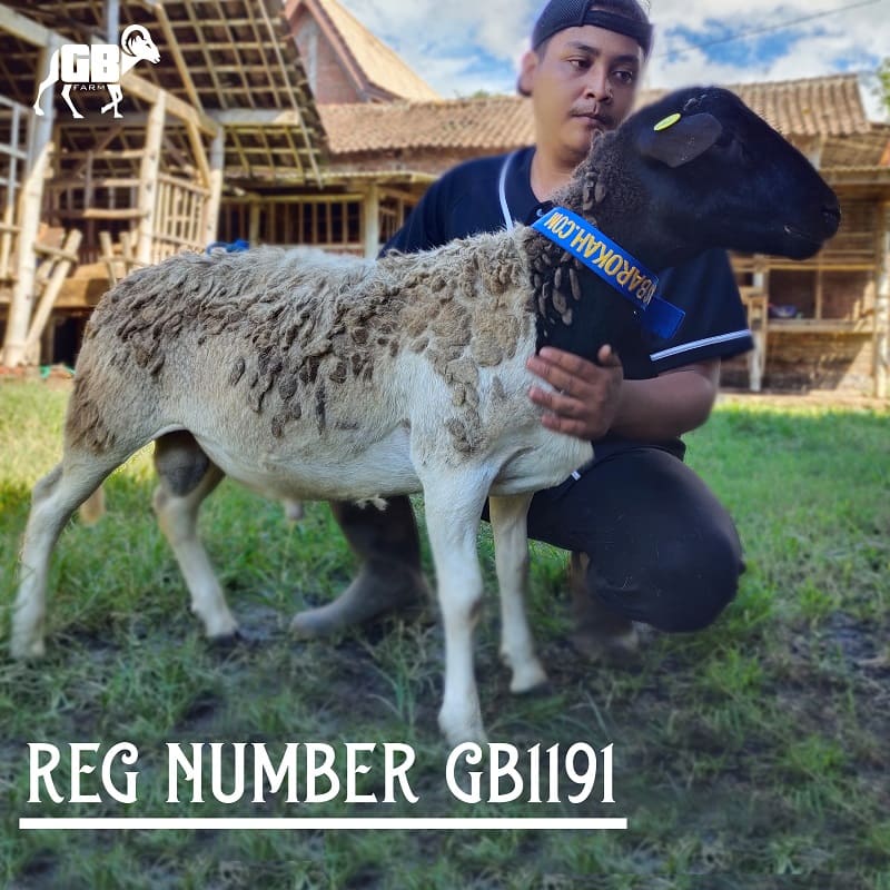 Booking Domba Dorper Fullblood Hanya 2 Juta an - GB Farm