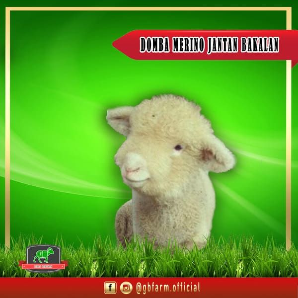 Domba Merino Super di GB Farm - Harga Paling Murah