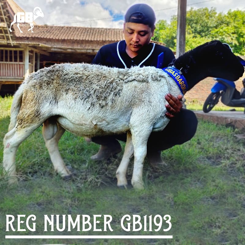 Domba Dorper Kualitas Pedaging Terbaik - GB Farm