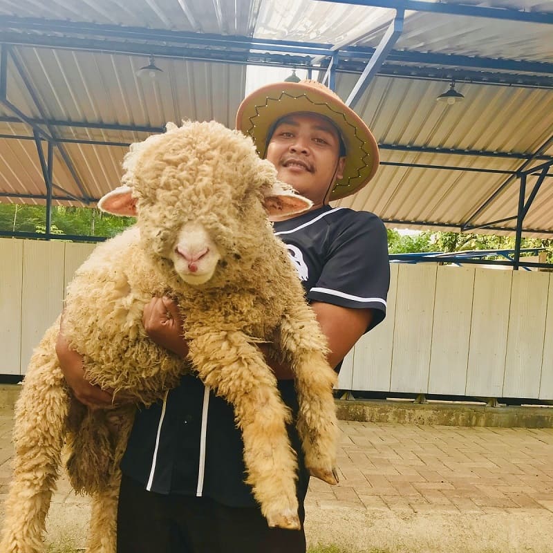 Domba Merino Super di GB Farm - Harga Paling Murah