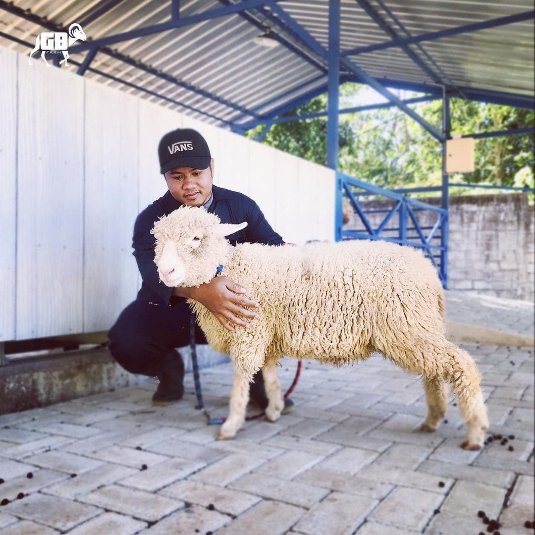 Domba Merino Super di GB Farm - Harga Paling Murah