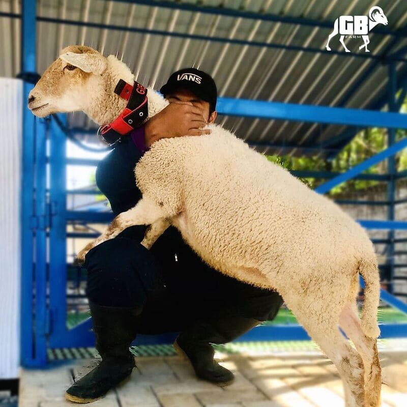 Domba Texel Berkualitas Tinggi Harga Terjangkau - GB Farm