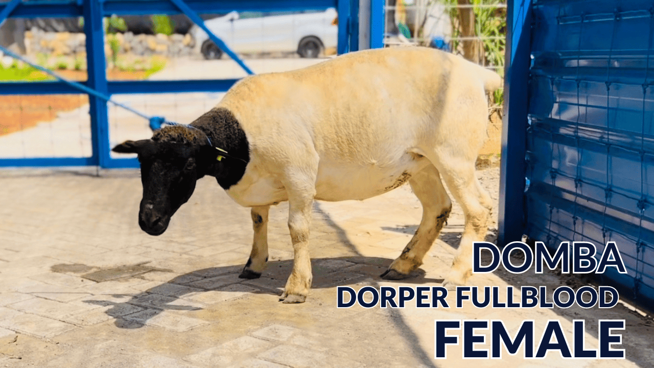 Domba Dorper Kualitas Pedaging Terbaik - GB Farm