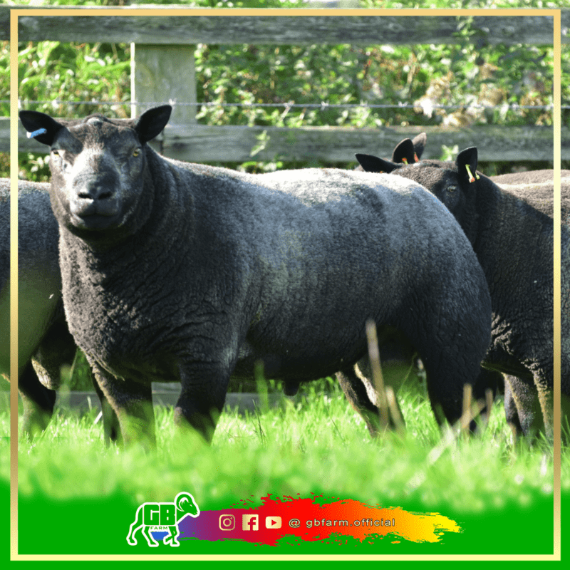 Harga Domba Texel Fullblood
