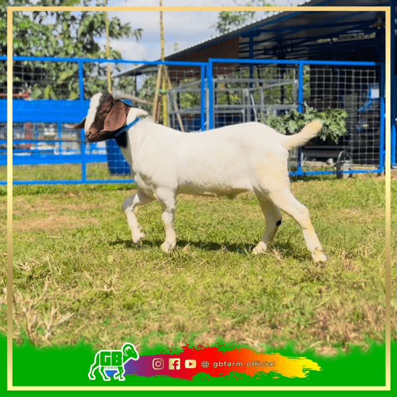 Harga Kambing Boer Berkualitas 2025