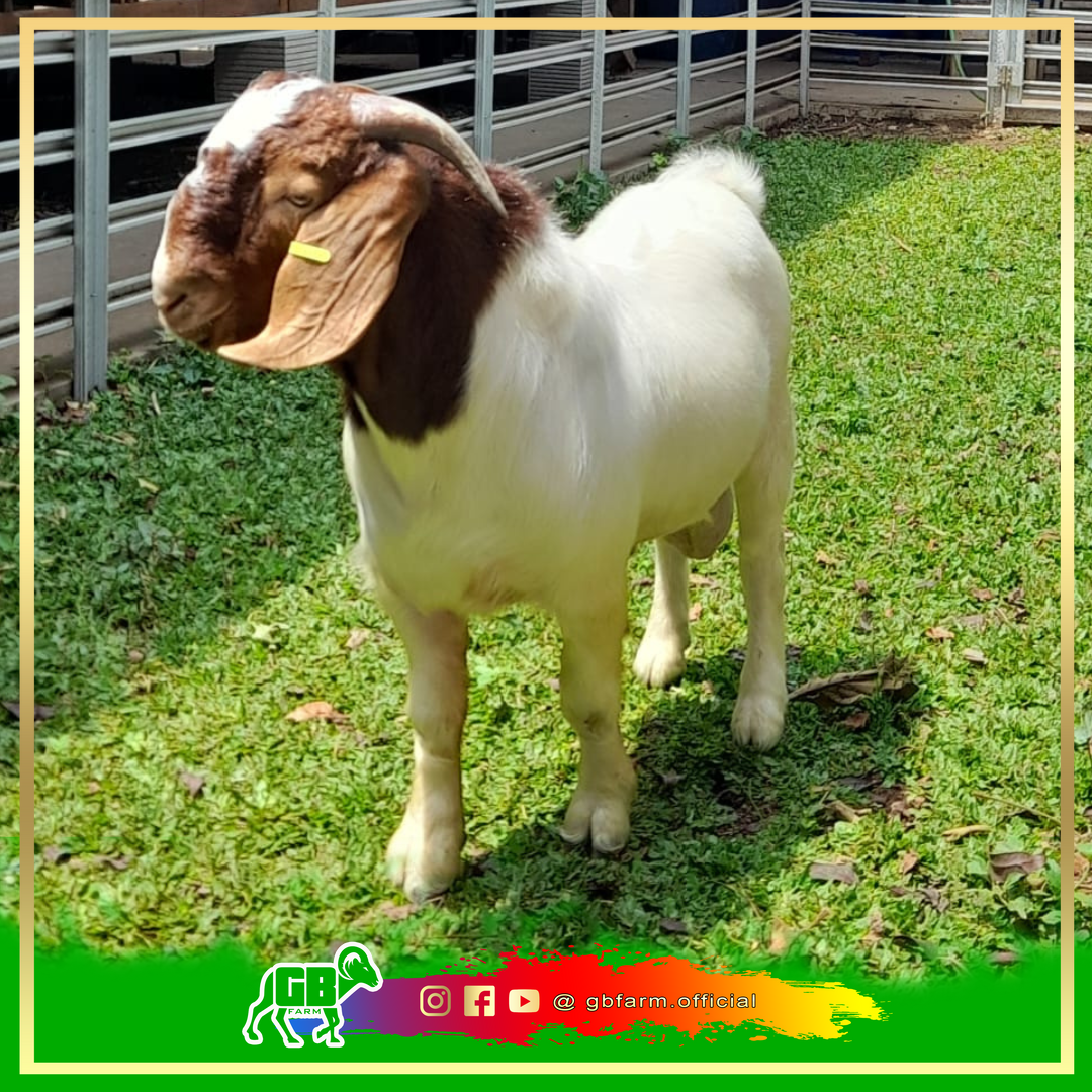 Bibit Kambing Boer : Info Harga Terbaru, Keunggulan, dan Perawatan