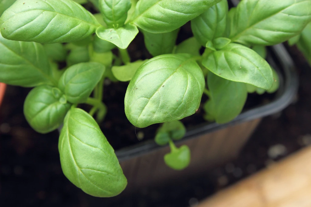 How to Keep Indoor Basil Alive All Winter (4 Simple Steps)
