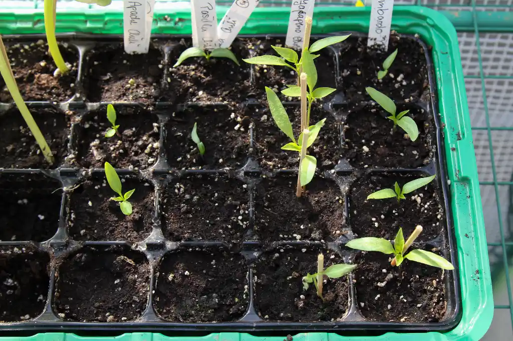 How to Speed Up Pepper Seed Germination — In 5 Simple Steps