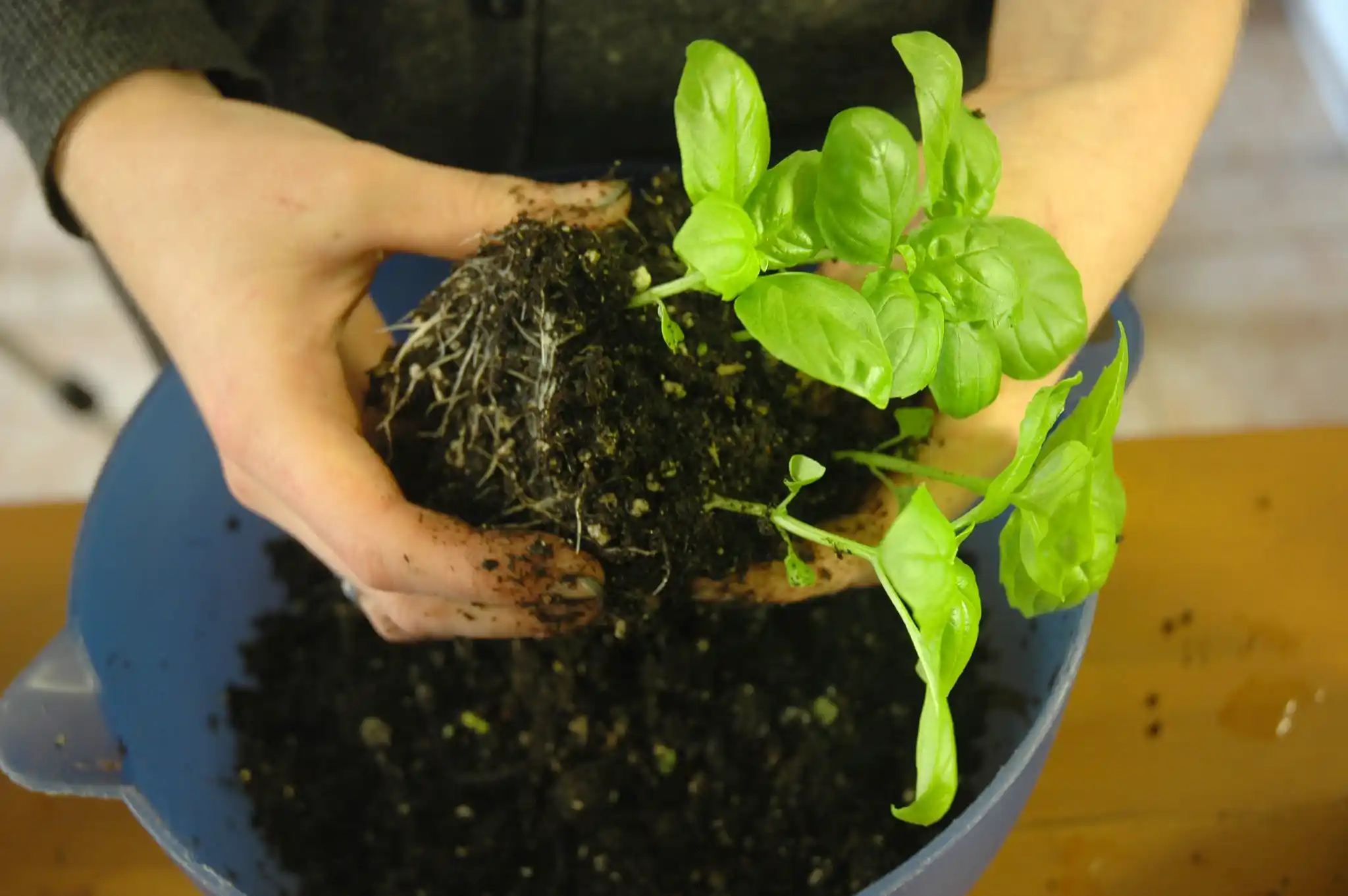 When to Start Basil Seeds Indoors — In 5 Simple Steps