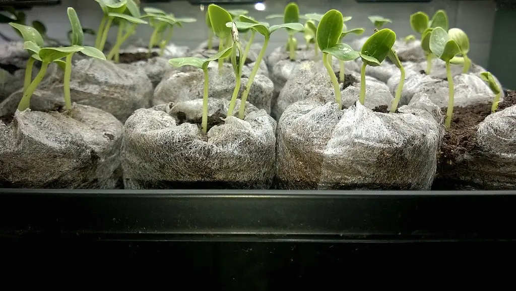 When to Start Cucumber Seeds Indoors - In 5 Simple Steps