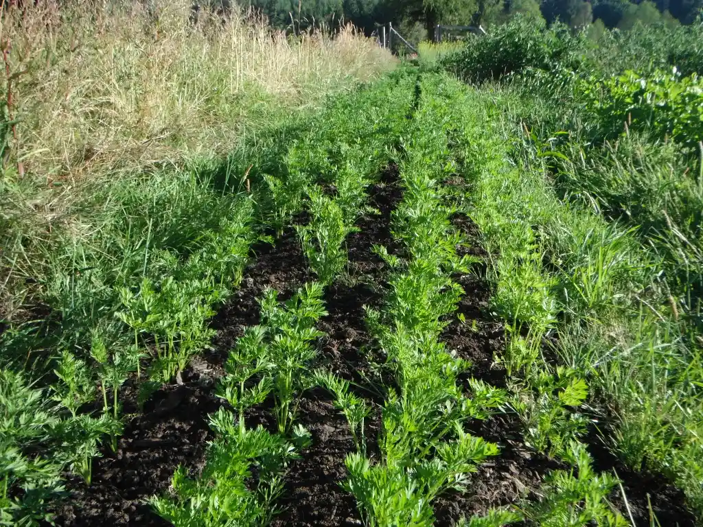 When & How to Plant Carrot Seeds Outdoors — In 4 Simple Steps