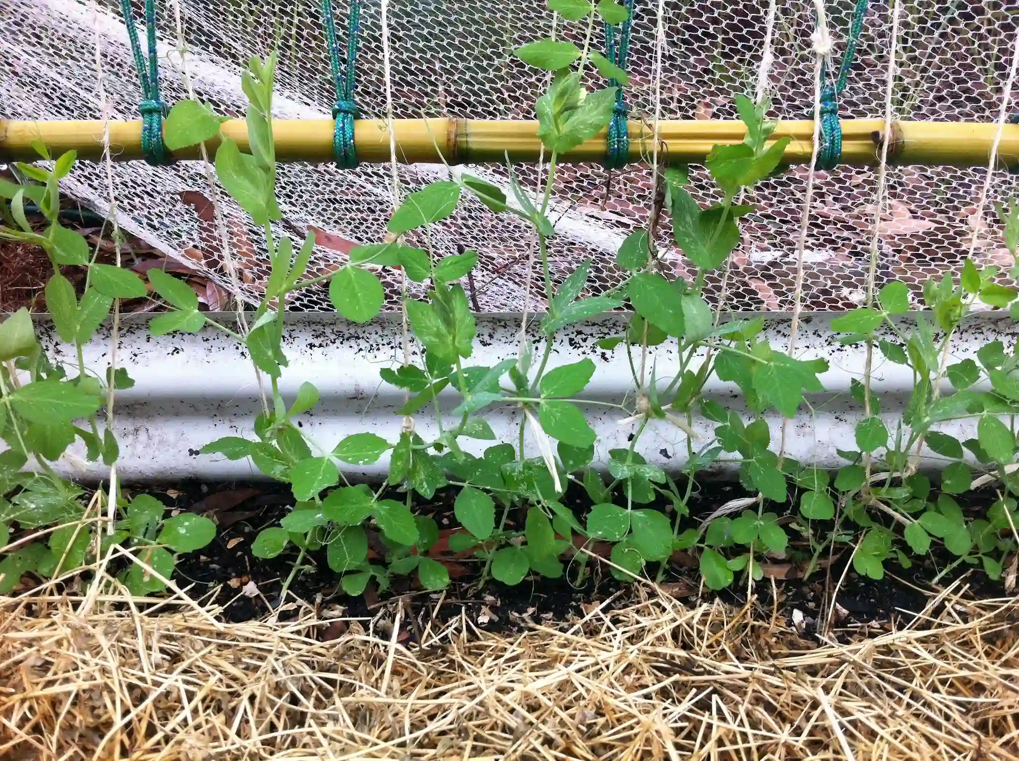 When & How To Plant Peas Outdoors — 4 Simple Steps