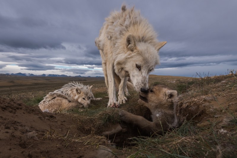 Wolves | Traveling Exhibition | National Geographic Society