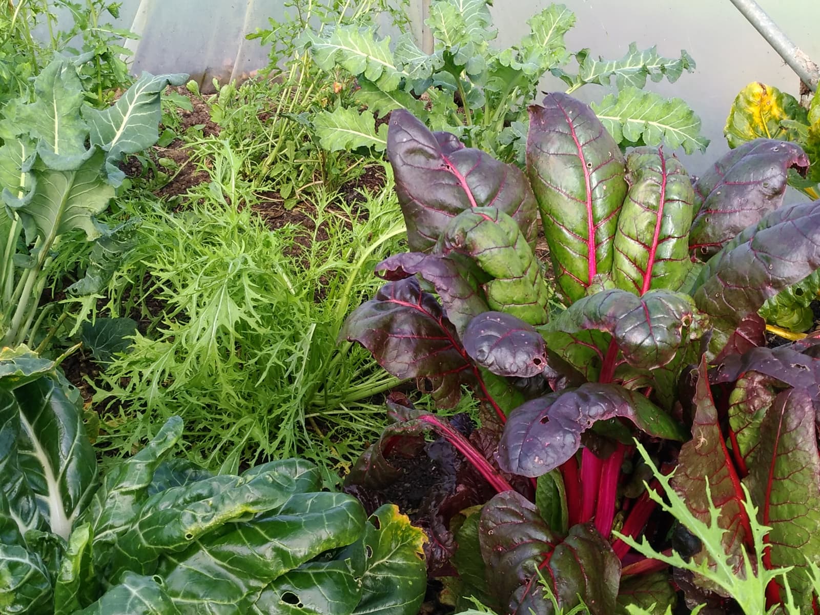 Get Growing | Good Food Oxfordshire