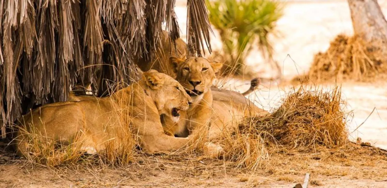 Selous Game Reserve | Selous Game Reserve Tanzania