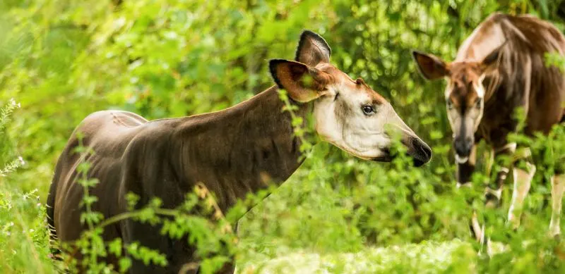 Kibale National Park | Memphis Tours