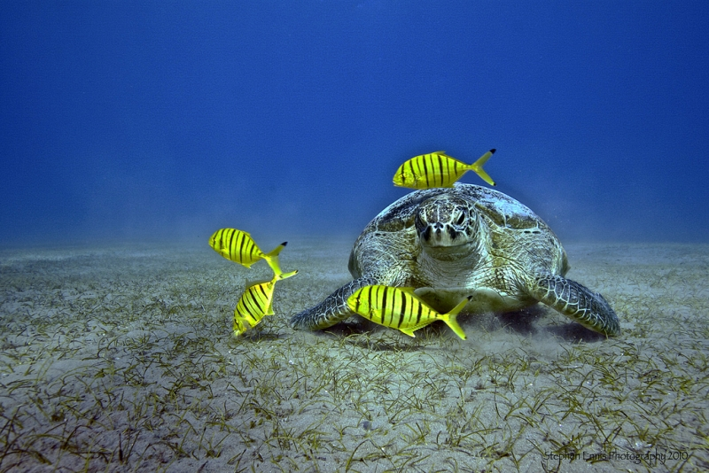 National Parks in Egypt | Natural Reserves | Protectorates in Egypt