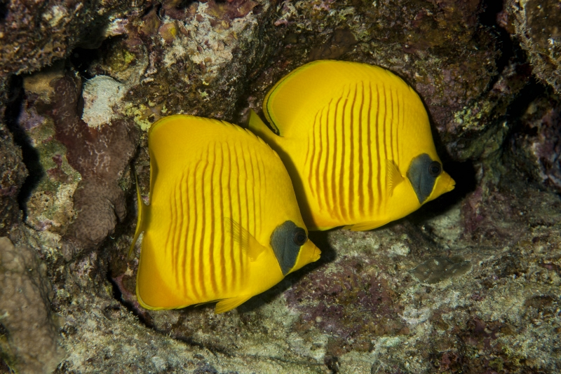 National Parks in Egypt | Natural Reserves | Protectorates in Egypt