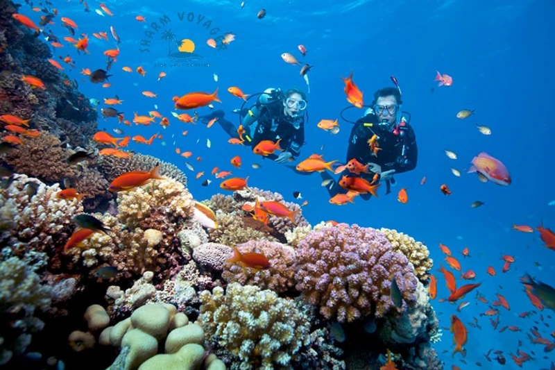 Snorkeling all'isola di Hamata da Marsa Alam