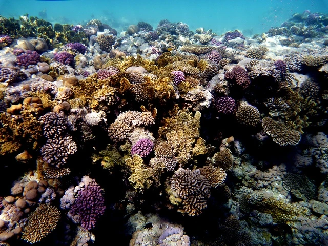 National Parks in Egypt | Natural Reserves | Protectorates in Egypt