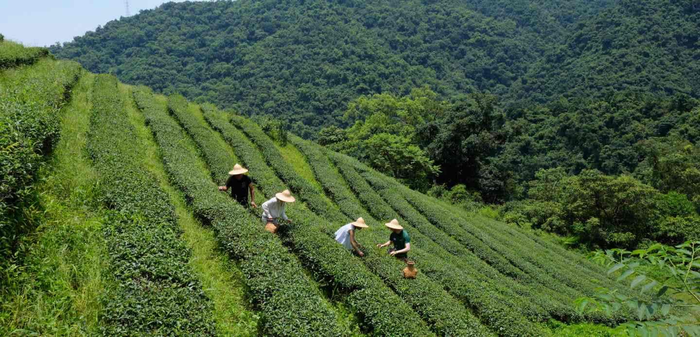 Rural Tea Tour - MyTaiwanTour - Taiwan Tour Agency (Custom & Private Tours)
