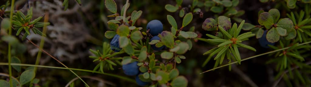 Calista Update on CARES Act Relief Funding - Calista Corporation