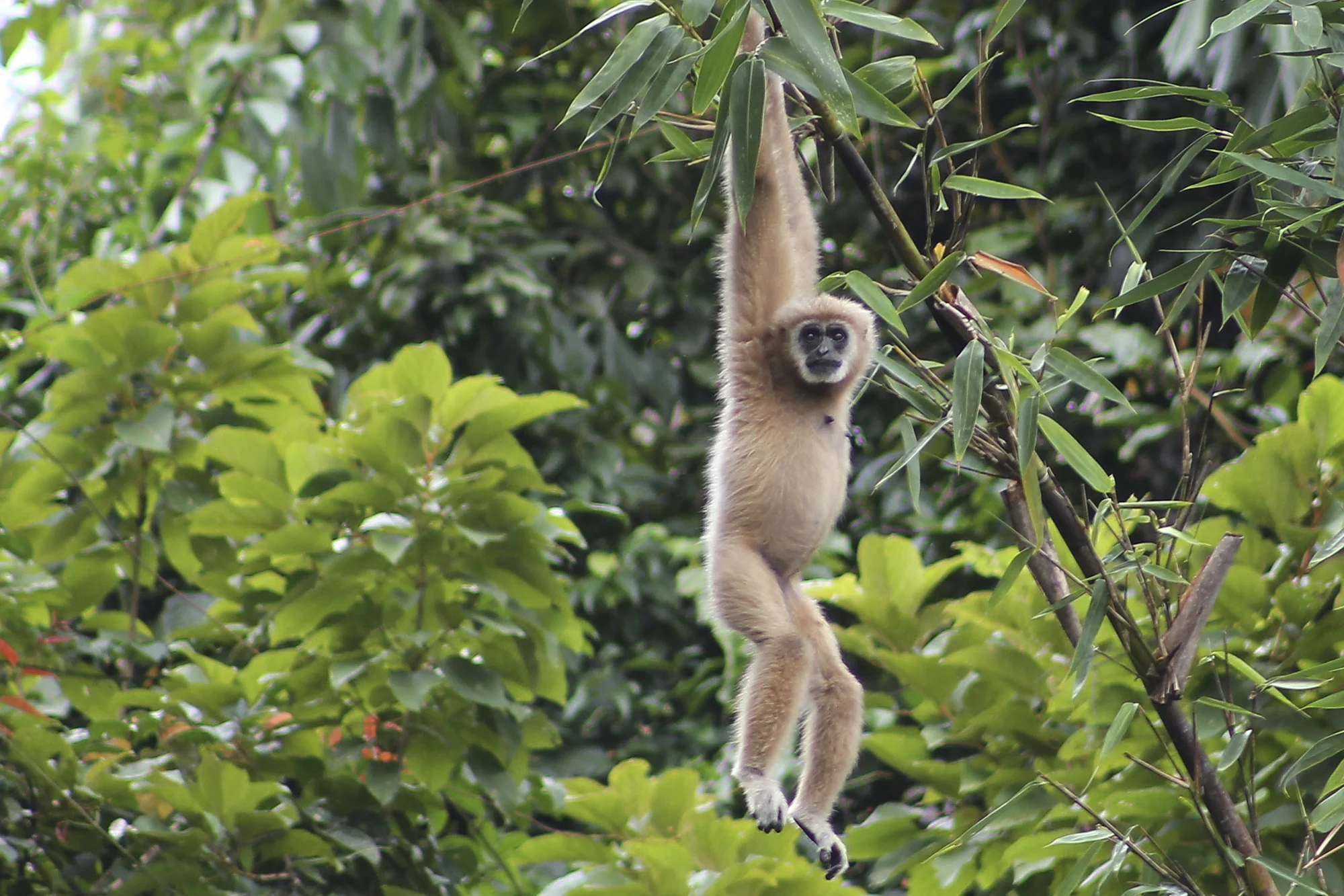 Elephant Hills Jungle Safari - Premier Holidays