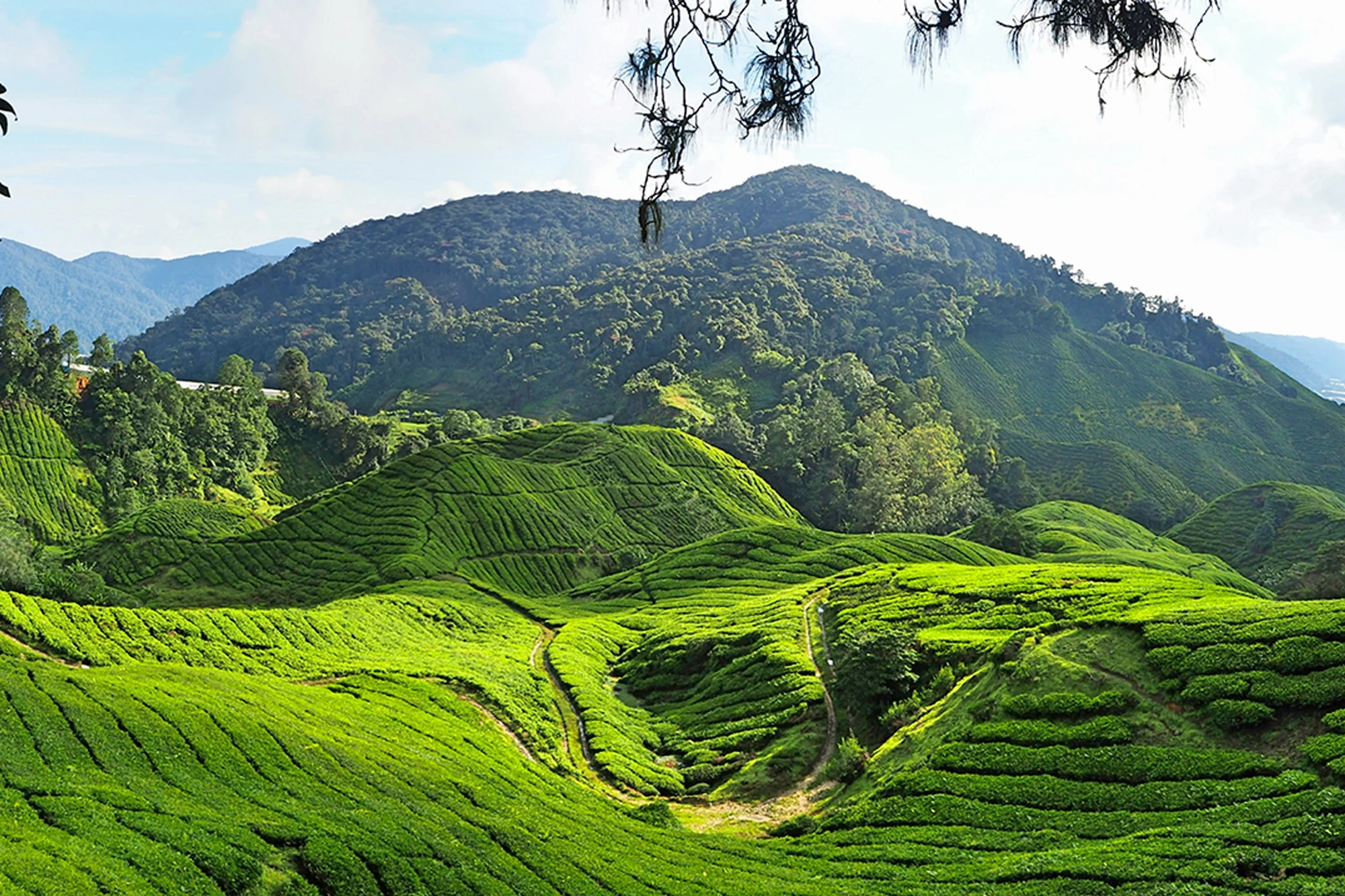 The Cameron Highlands - Premier Holidays