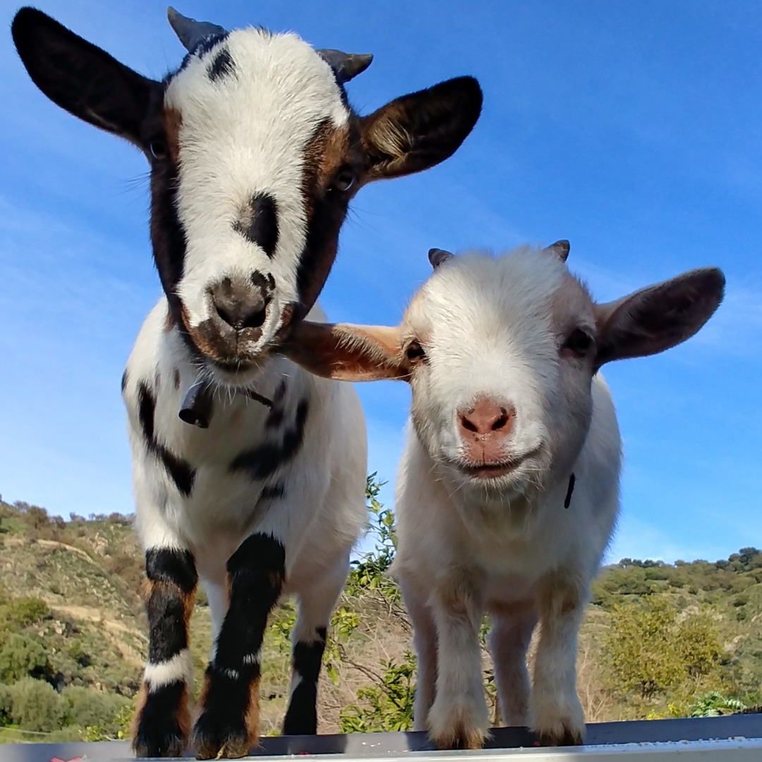 Ballarat Show · EdgeGuides