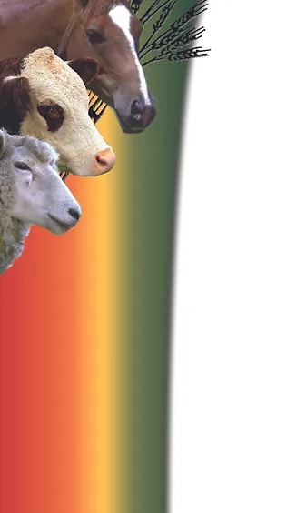 Millmerran Show · EdgeGuides