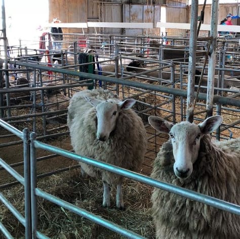 Finley Show · EdgeGuides