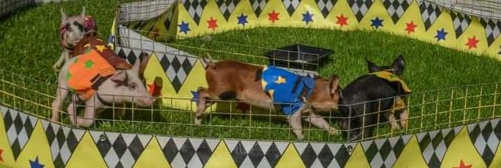 Innisfail Show · EdgeGuides