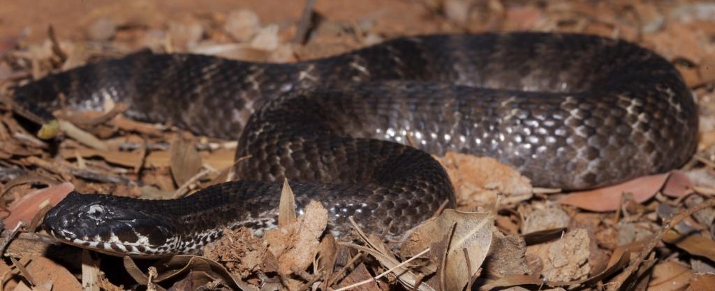 Innisfail Show · EdgeGuides