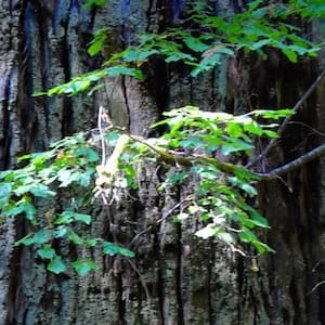 What is the origin of the last name Smith?