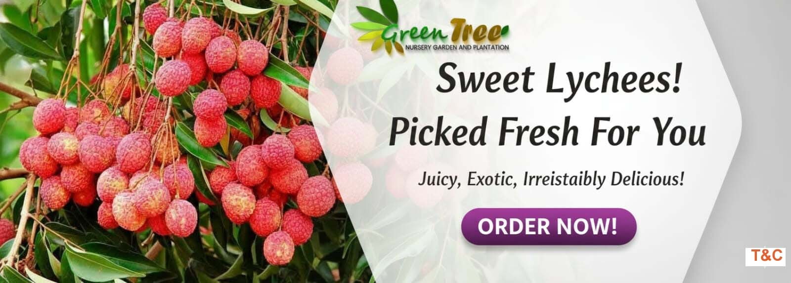 Green Tree Nursery