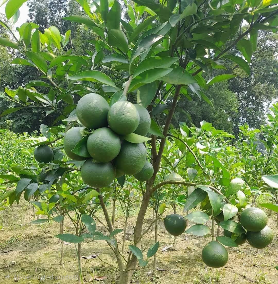 Green Tree Nursery