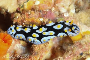 フリエリイボウミウシ Phyllidia picta | 世界のウミウシ