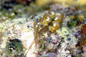 ムロトミノウミウシ Phyllodesmium macphersonae | 世界のウミウシ