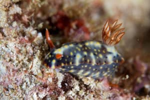 オダカホシゾラウミウシ Hypselodoris roo | 世界のウミウシ