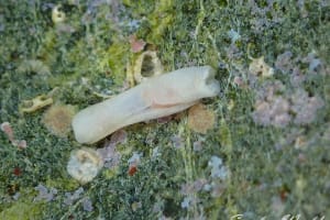 キセワタガイ属 Genus Philine | 世界のウミウシ