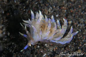 ムロトミノウミウシ Phyllodesmium macphersonae | 世界のウミウシ