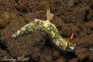 オダカホシゾラウミウシ Hypselodoris roo | 世界のウミウシ