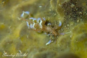 ムロトミノウミウシ Phyllodesmium macphersonae | 世界のウミウシ