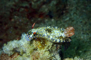 オダカホシゾラウミウシ Hypselodoris roo | 世界のウミウシ