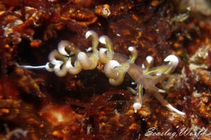 ムロトミノウミウシ Phyllodesmium macphersonae | 世界のウミウシ