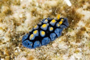 フリエリイボウミウシ Phyllidia picta | 世界のウミウシ